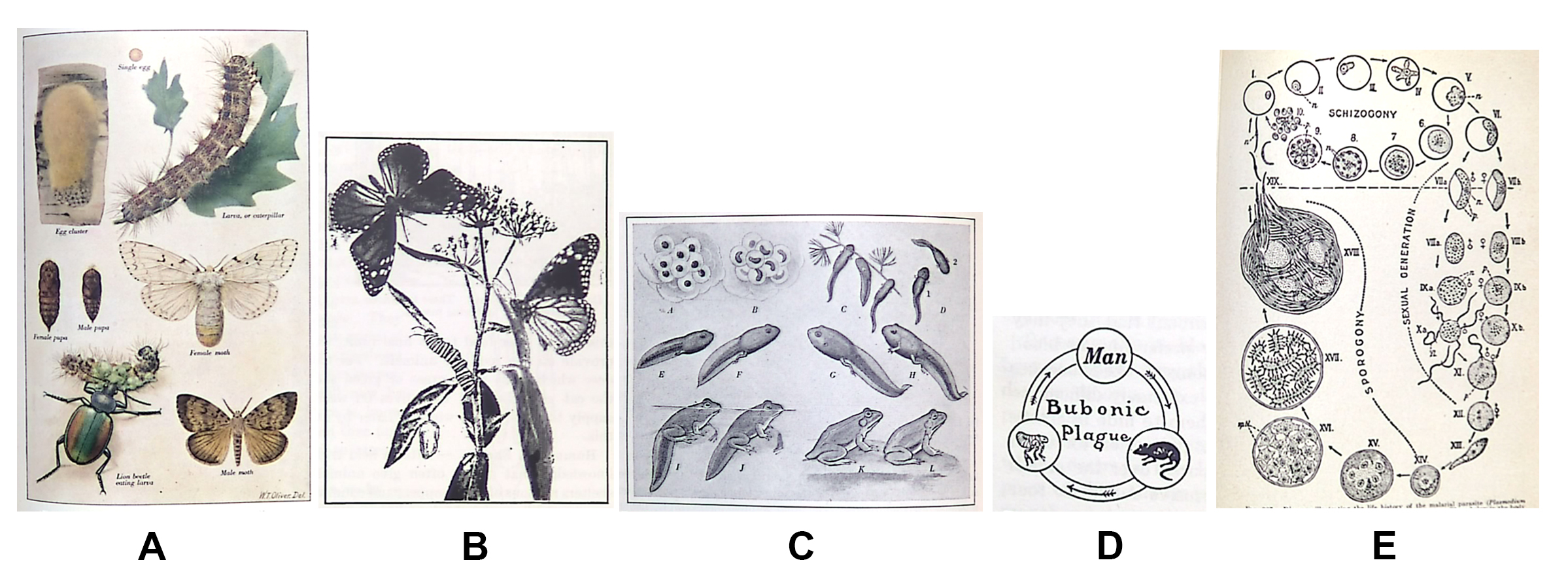 Ecology, Evolution, & the Life Cycle Figure – J.M. Landin
