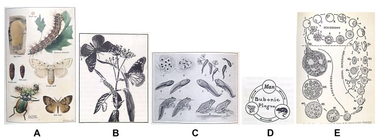 Ecology, Evolution, & the Life Cycle Figure – J.M. Landin